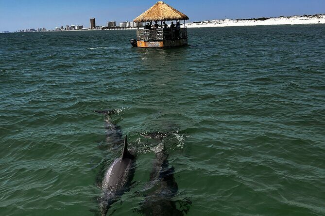 Dolphin Sightseeing Tiki Boat Tour 90 minutes - The Sum Up: Is This Tour for You?