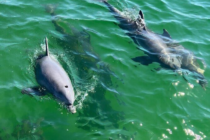 Dolphin Sightseeing Tour on Lazy Daze - Who Should Consider This Tour?