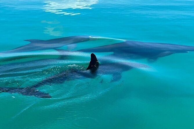 Dolphin & Snorkel - Why This Tour Welcomes All Travelers