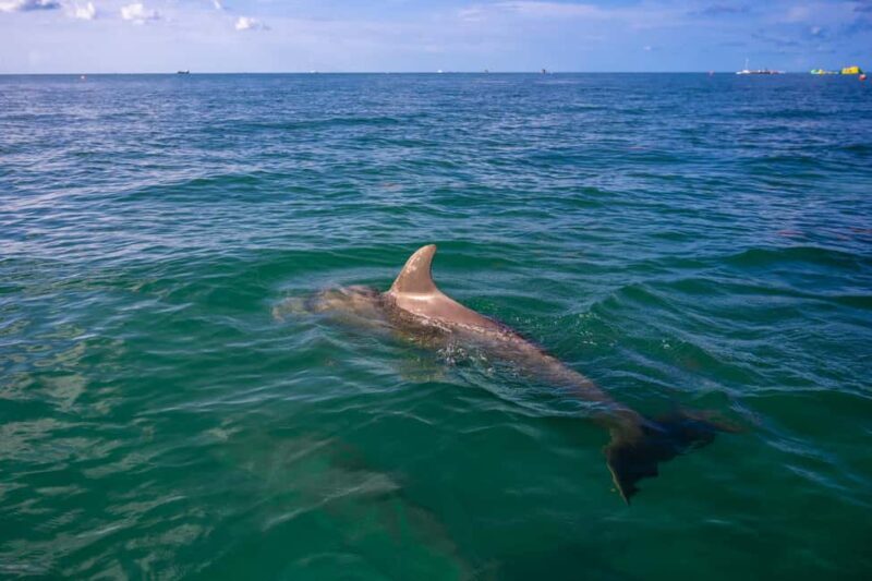 Dolphin & Snorkeling Key West - Key Points