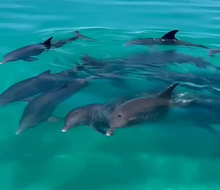 Dolphin & Snorkeling Key West - Why This Tour Stands Out