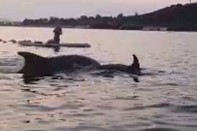 Dolphin-spotting SUP tour with Golfo Aranci aperitif - An in-depth look at the SUP dolphin-spotting experience