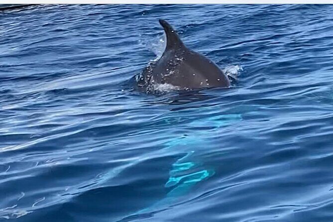 Dolphin-spotting SUP tour with Golfo Aranci aperitif - Final thoughts