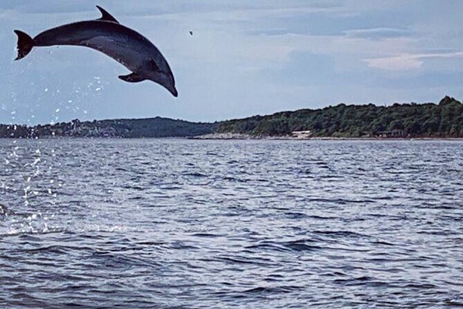 Dolphin Sunrise Adventure with Speedboat - The Experience: What to Expect