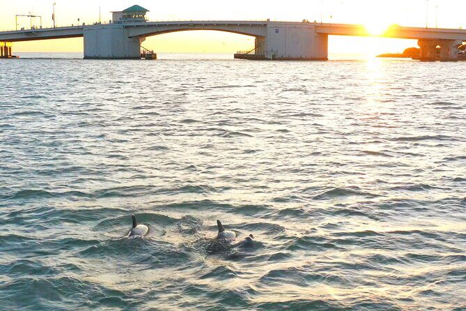 Dolphin Sunset Cruise with Drinks Included - FAQ