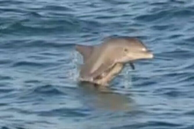 Dolphin Sunset Tour in Orange Beach - Authentic Experiences and Hidden Gems