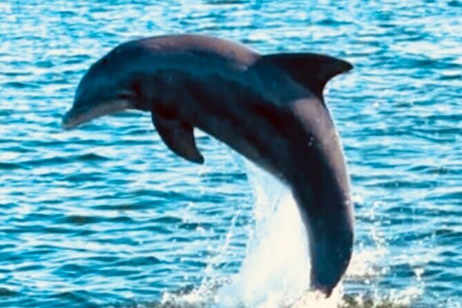 Dolphin Sunset Tour in Orange Beach - Who Will Love This Tour?
