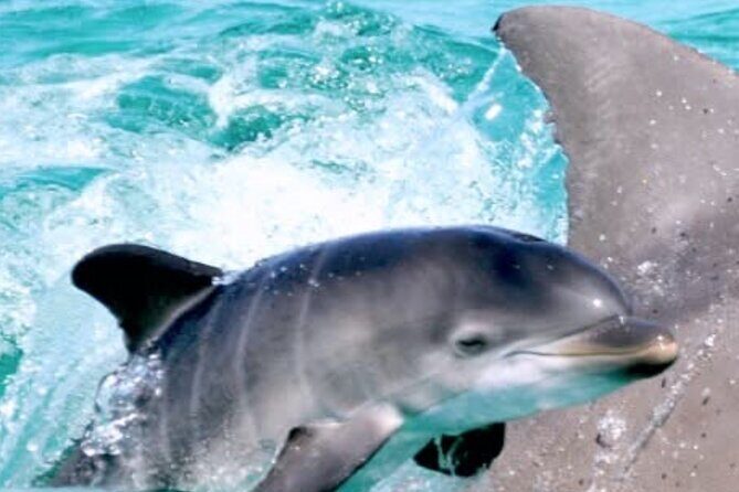 Dolphin Sunset Tour in Orange Beach - The Sum Up