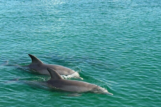 Dolphin Sunset Tour in Orange Beach - Frequently Asked Questions