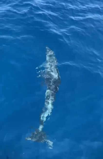 Dolphin tour 2 hours - Meeting Points and Timing