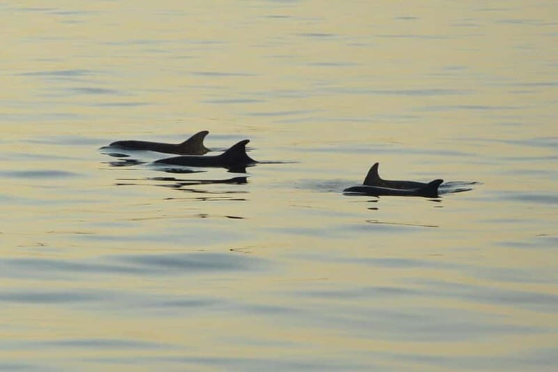 Dolphin Tour  85% chance - All inclusive Drinks + Dinner - The Realities: What You Need to Consider