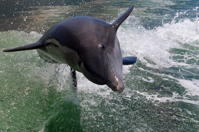 Dolphin Tour in St. Pete Beach - An In-Depth Look at the Dolphin Tour Experience