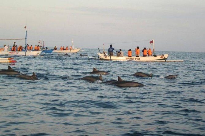 Dolphin Tour - Waterfall - Wanagiri Hill - Temple on the Lake - Free WiFi - The Practicalities and What to Expect