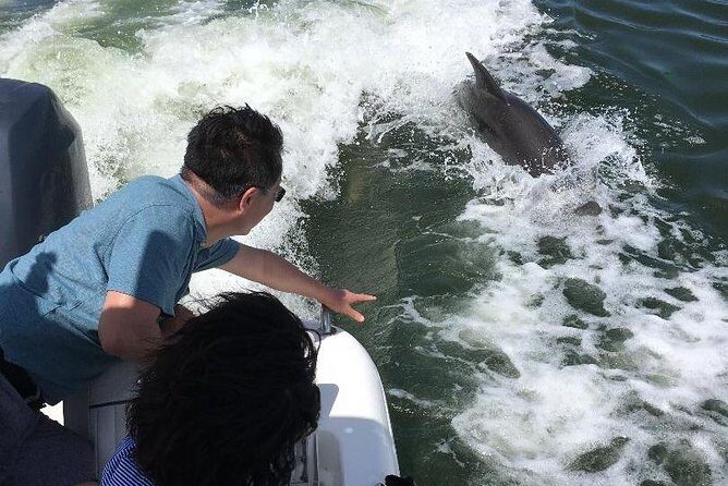 Dolphin Tours - Fort Myers Beach / Naples - Practical Details That Matter