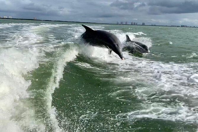 Dolphin Tours - Fort Myers Beach / Naples - The Sum Up