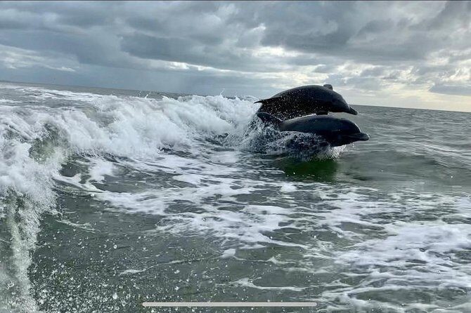 Dolphin Tours - Fort Myers Beach / Naples - FAQs