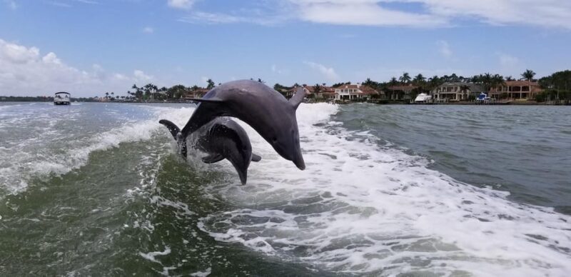 Dolphin Watch/Eco Cruise - Authentic Experiences and Realistic Expectations