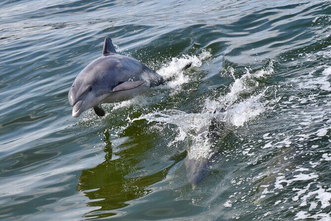 Dolphin Watch & Harbor Tour in Historical St. Augustine - A Practical Look at the Dolphin Watch & Harbor Tour in Historic St. Augustine