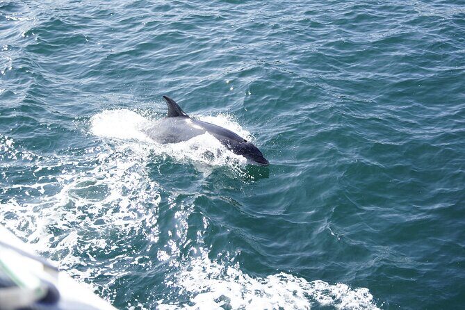 Dolphin Watch & Harbor Tour in Historical St. Augustine - Who Will Love This Tour?