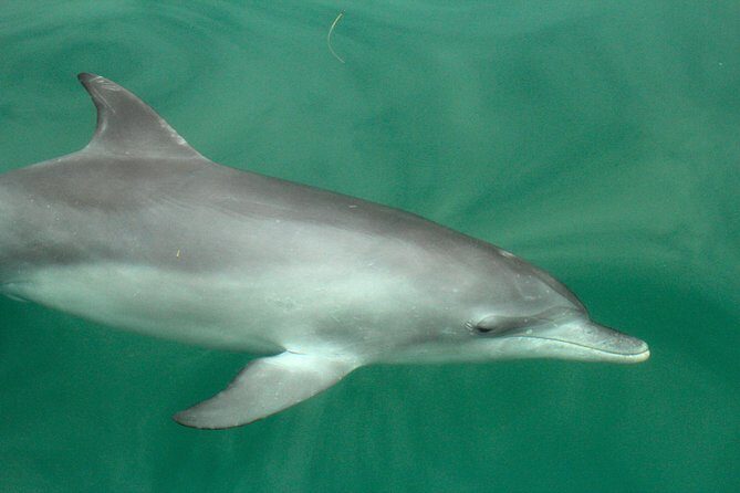 Dolphin Watch + Sailing - Port Stephens - FAQ