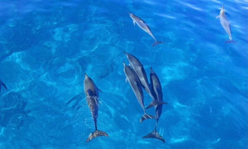 Dolphin Watch Snorkel and BBQ in Kona, Big Island - Frequently Asked Questions (FAQs)