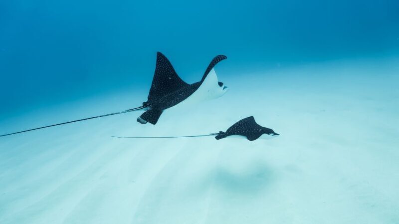 Dolphin Watch Snorkel and BBQ in Kona, Big Island - The Value Proposition & Who It Suits Best