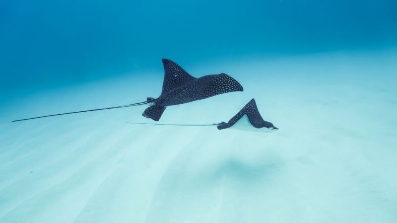 Dolphin Watch Snorkel and BBQ in Kona, Big Island - FAQs