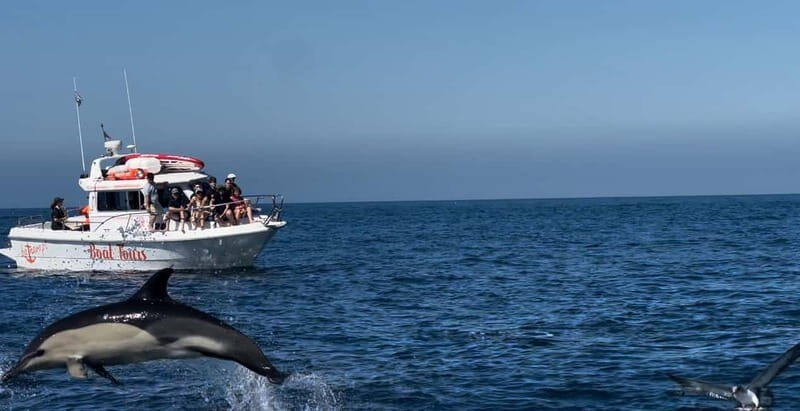 Dolphin Watch - An Authentic Marine Experience in Sesimbra