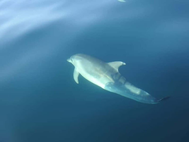 Dolphin Watch - What’s Included and What You Should Bring