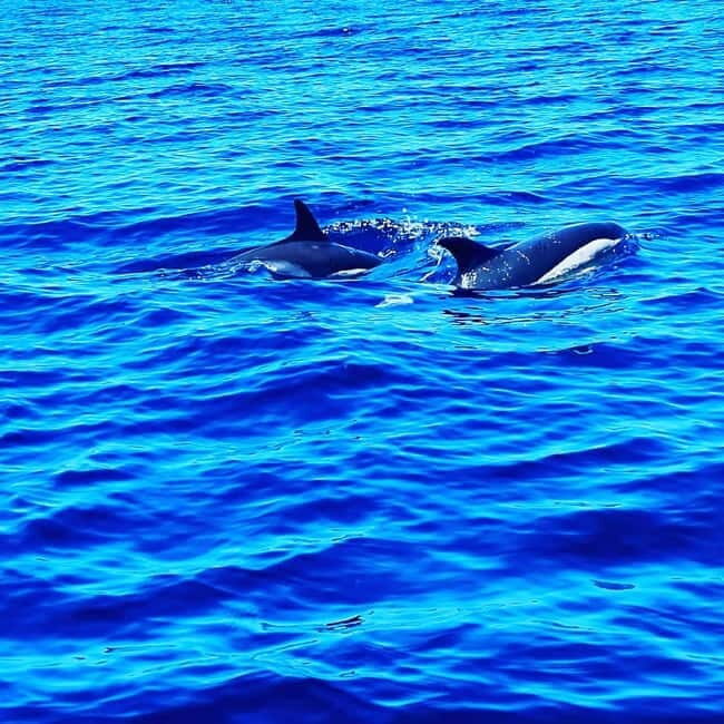 Dolphin Watch - Final Thoughts: Who Will Love This Tour?