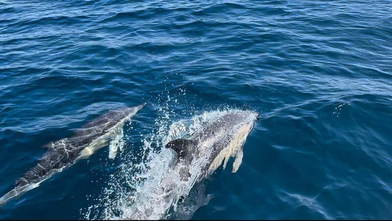 Dolphin Watch - Frequently Asked Questions