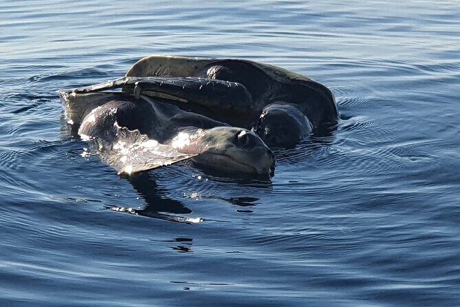 Dolphin Watching - An Overview of the Experience