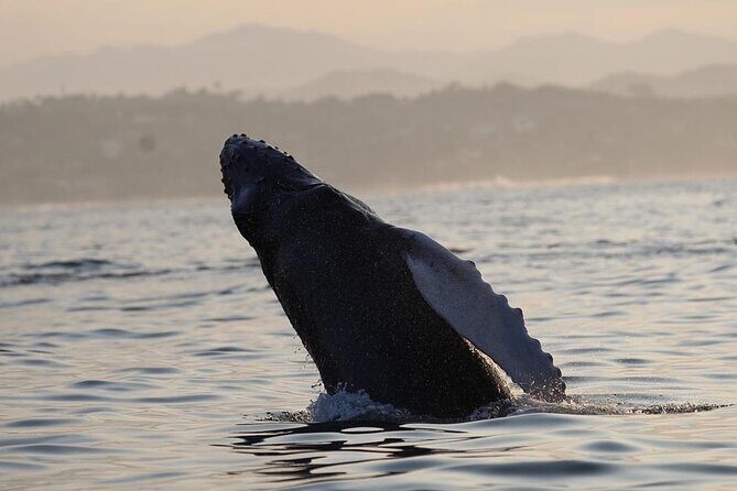 Dolphin Watching - Weighing the Pros and Cons