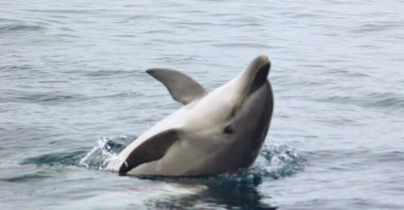 Dolphin Watching and Local Caves - A Closer Look at the Tour Experience