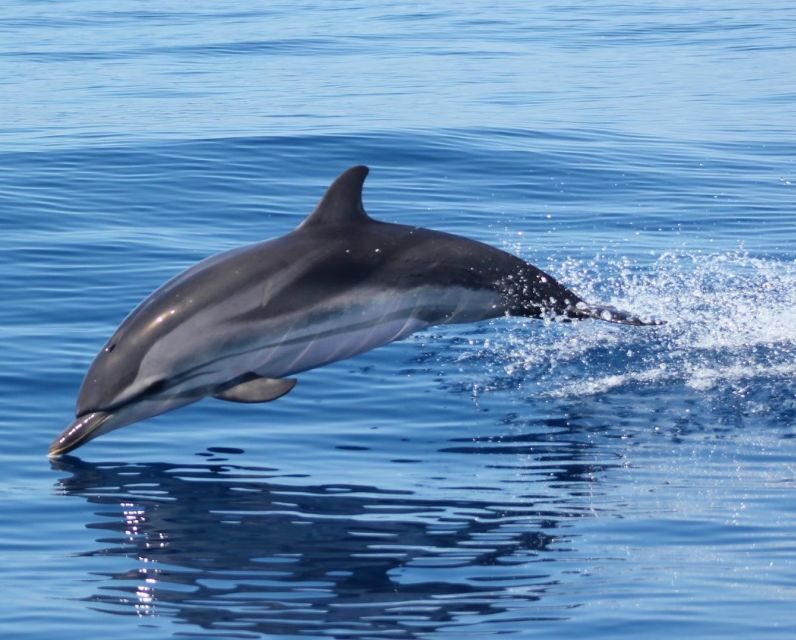 Dolphin Watching and Local Caves - The Sum Up: Why Choose This Tour?