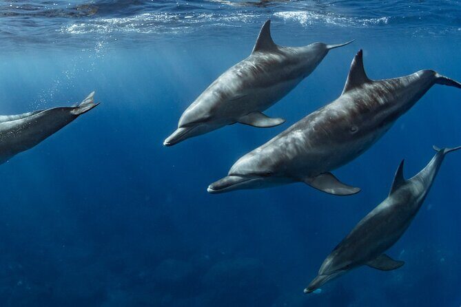 Dolphin Watching and Marine Life on the Coast of Oaxaca - What’s Included and What’s Not