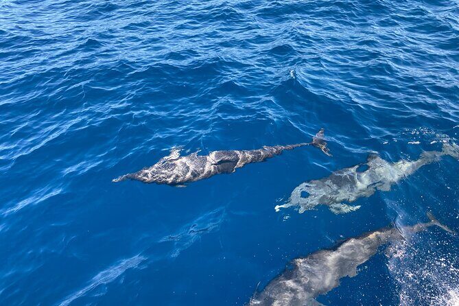 Dolphin Watching and Marine Life on the Coast of Oaxaca - Analyzing the Value