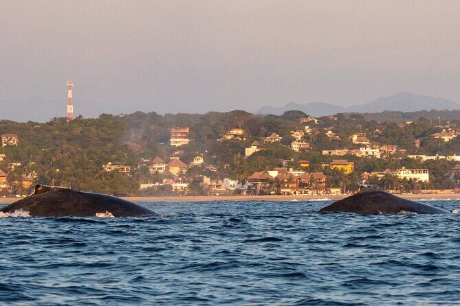 Dolphin Watching and Marine Life on the Coast of Oaxaca - Who Should Book This Tour?