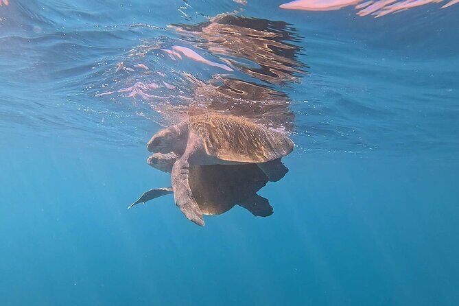 Dolphin Watching and Marine Life on the Coast of Oaxaca - FAQ