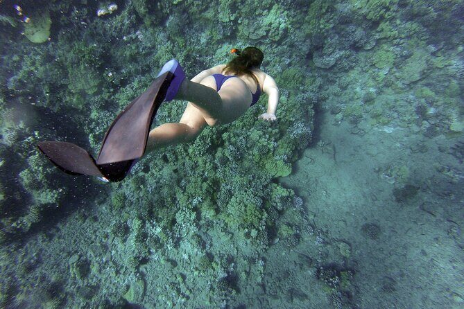 Dolphin Watching and Snorkeling Adventure in Key West - Detailed Review of the Dolphin Watching and Snorkeling Tour in Key West