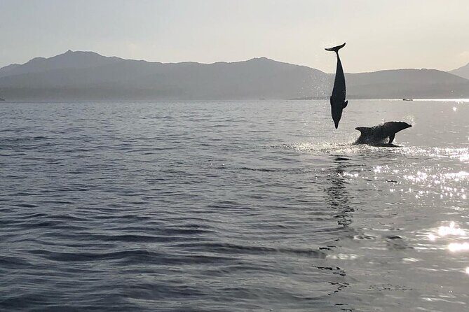 Dolphin watching and snorkeling in Figarolo - Transportation, Group Size, and Price: What It Means for You