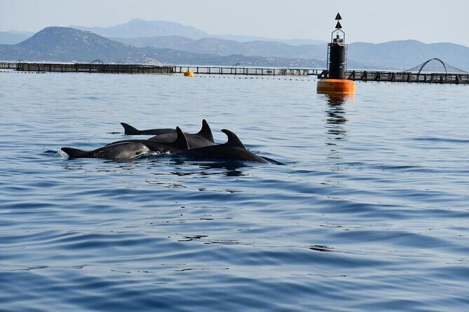 Dolphin watching and snorkeling in Figarolo - Practical Tips for Participants