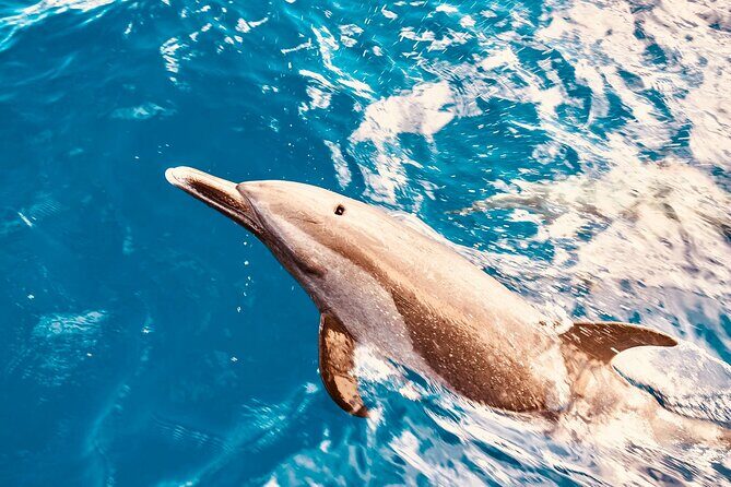 Dolphin Watching and Snorkeling on the West Coast of Oahu - In-Depth: The Itinerary and Highlights