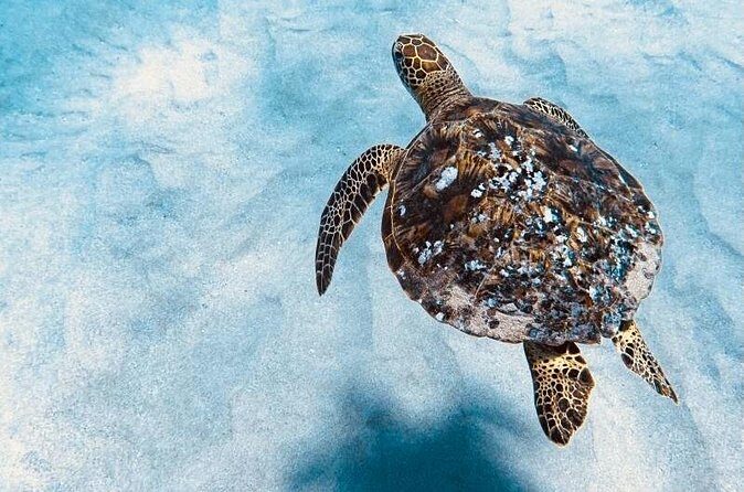 Dolphin Watching and Snorkeling on the West Coast of Oahu - The Sum Up: An Authentic Hawaiian Marine Adventure