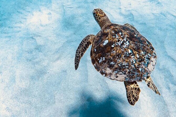 Dolphin Watching and Snorkeling on the West Coast of Oahu - Why This Tour Stands Out