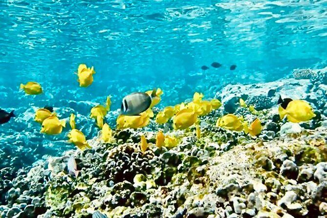 Dolphin Watching and Snorkeling on the West Coast of Oahu - Final Thoughts