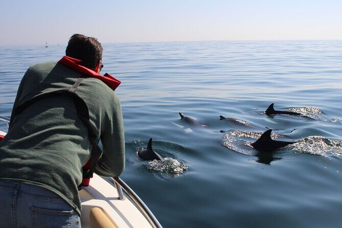 Dolphin watching and wildlife from Faro - Discover Faros Marine Life with a Small-Group Dolphin Watching Tour