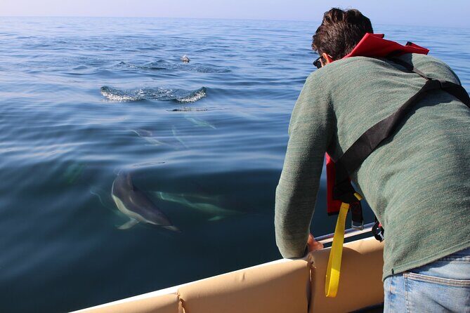 Dolphin watching and wildlife from Faro - Key Points