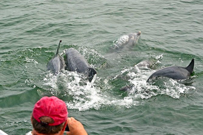Dolphin Watching around Cape May - The Experience: What You Can Expect