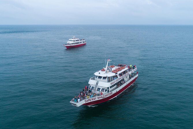 Dolphin Watching around Cape May - The Value for Money